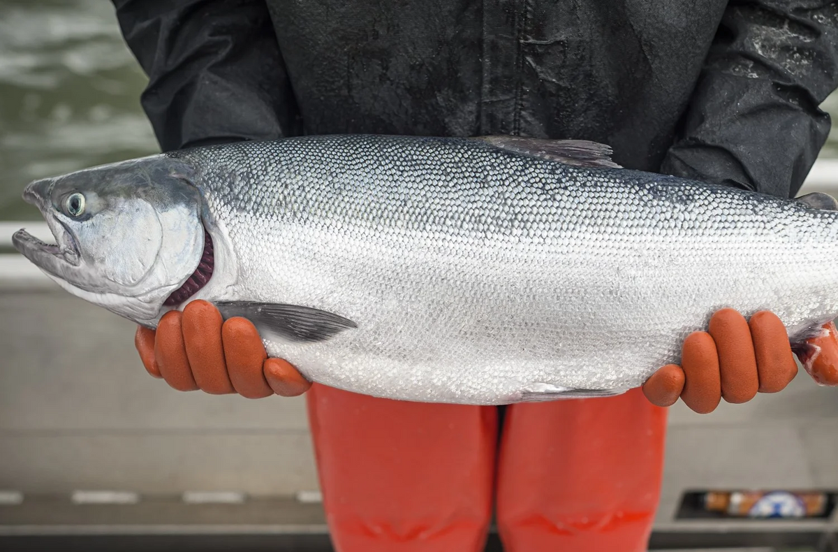 Sockeye Salmon 101 - Acme Smoked Fish